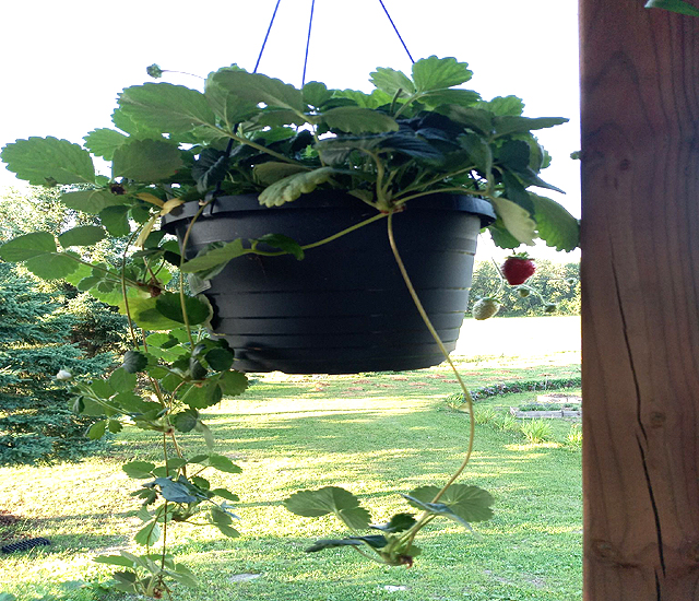 Variétés de Fraises à Cultiver au Québec - Liste pour Autosuffisants