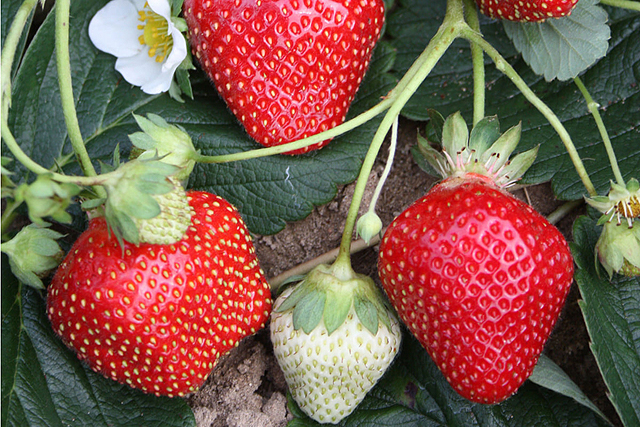 Variétés de Fraises à Cultiver au Québec - Liste pour Autosuffisants