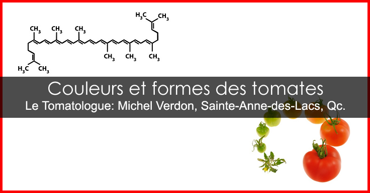 D’Où vient la Couleur de vos Tomates - Quelles sont les Formes de Tomates