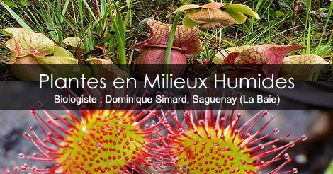 Plantes Carnivores des Milieux Humides du Québec - Article et Photos